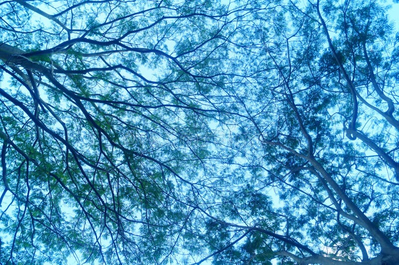 The Landscape of the Branches and Leaves of a Dense Tree Stock Photo ...