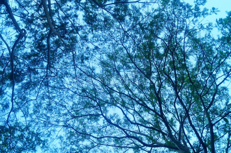 The Landscape of the Branches and Leaves of a Dense Tree Stock Image ...