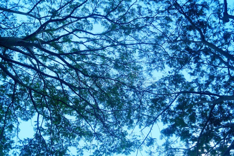 The Landscape of the Branches and Leaves of a Dense Tree Stock Photo ...