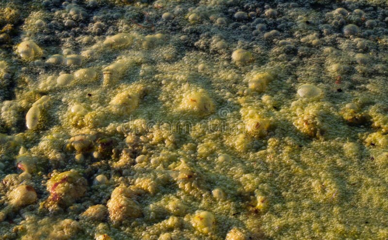 Rotting Algae on Dark Water Stock Photo - Image of canal, floating ...