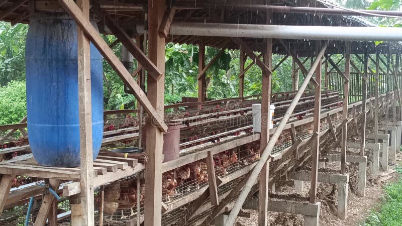Dense Layer Poultry Structure Teeming with Hens Under Tropical Rain ...