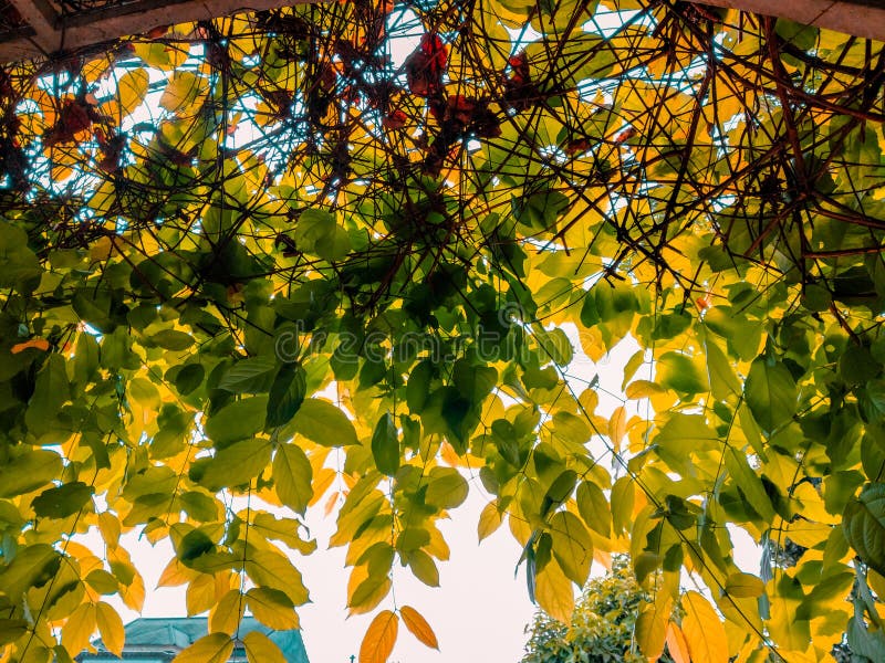 Dense Leaves Block the Sunlight. Stock Image - Image of hill, frond ...