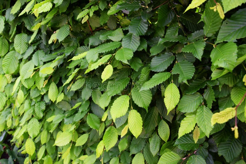 Dense Leaves of a Peppermint Bush - Green Garden and Herbs Stock Image ...