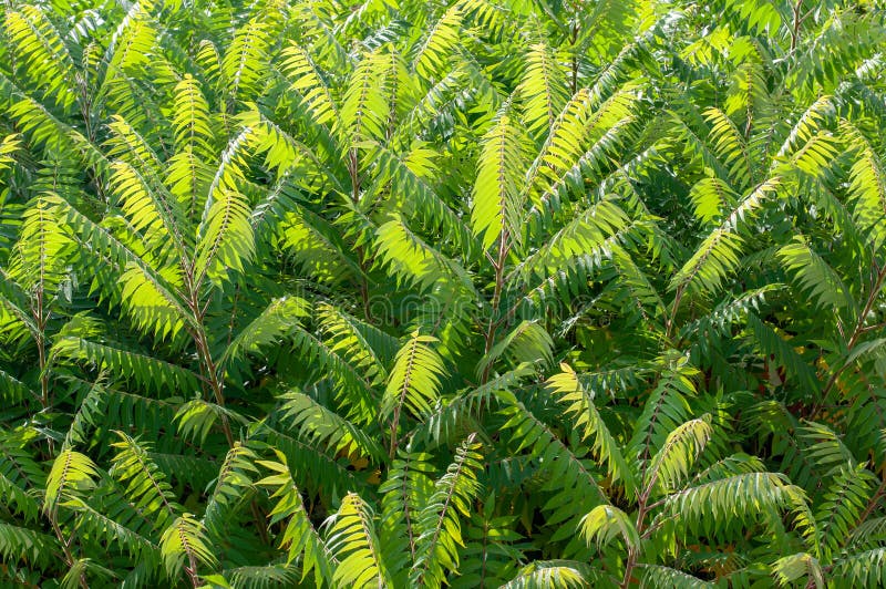 The Dense Leaves of a Staghorn Sumac Stock Photo - Image of serrate ... The Dense Leaves of a Staghorn Sumac Stock Photo - Image of serrate ...
