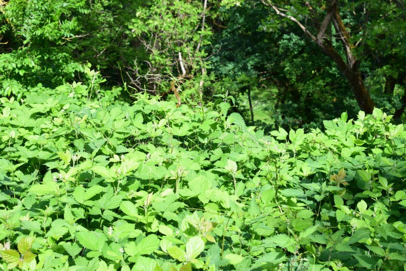 Thick Green Covered Overgrown Forest Path Spring Stock Photos - Free ...