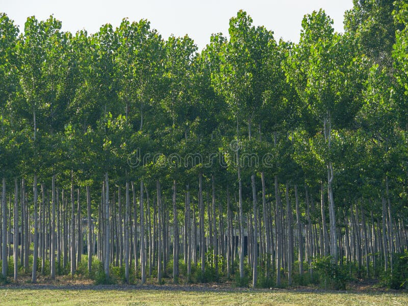 Dense Lush Vegetation of Very Close Poplar Trees Stock Photo - Image of ...