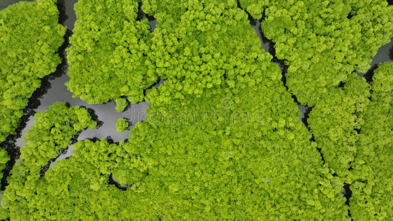 Mangrove Canopy with Dense Green Foliage. Siargao, Philippines. Stock ...