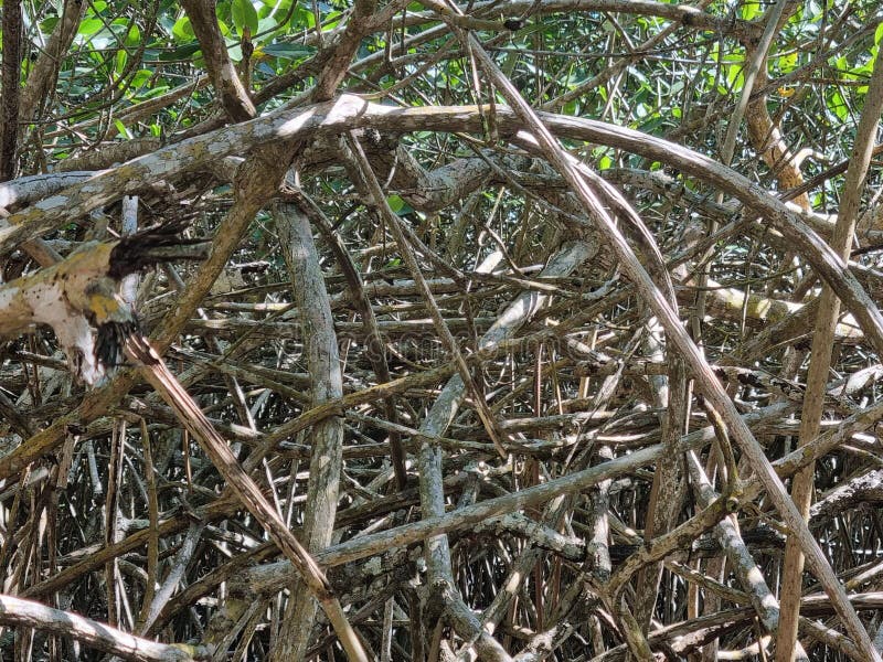 Dense mangrove roots stock photo. Image of vegetation - 371430654