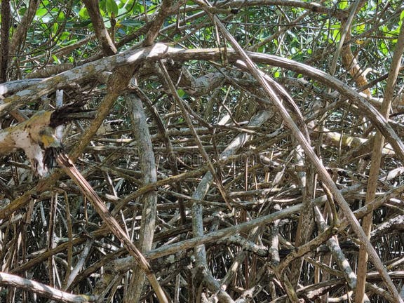 Dense mangrove roots stock photo. Image of vegetation - 371430654