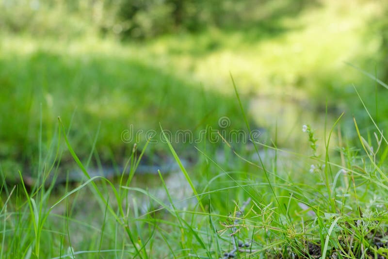 Small Winding Canal in Park Stock Photo - Image of landscape, garden ...