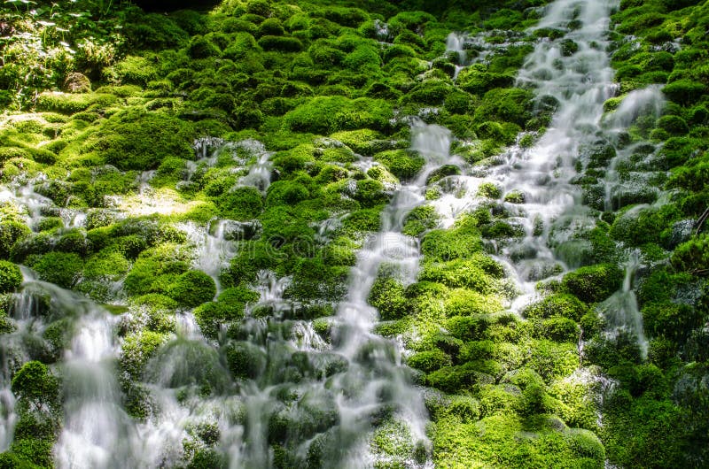 Dense moss in the water stock photo. Image of fluently - 137099786