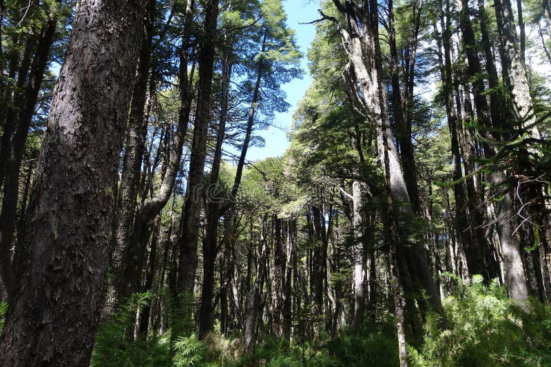 Dense Native Forest stock image. Image of native, chile - 270564679