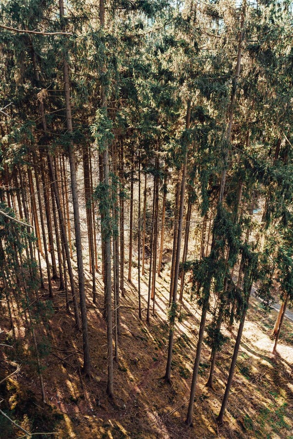 Needle Forest and a Young Deciduous Forest from Above Stock Image ...