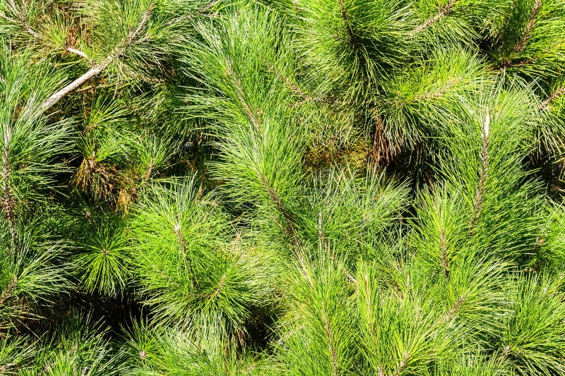 Dense Needles of Pine Branches on Pinus Radiata Tree Stock Photo ...