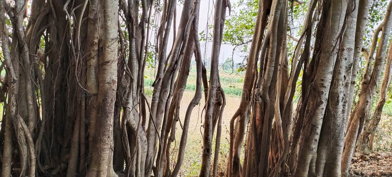 A Dense Network of Aerial Roots Hangs Vertically from a Large Tree ...