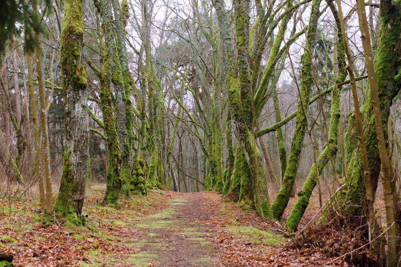 Dense Old Forest, Trees Covered with Green Moss Stock Image - Image of ...