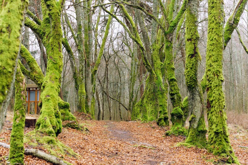 Dense Old Forest, Trees Covered with Green Moss Stock Photo - Image of ...