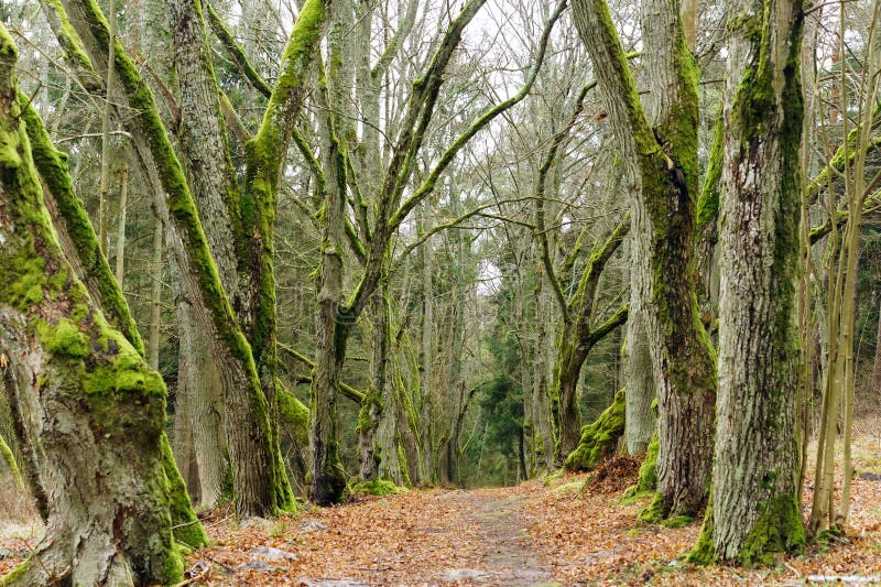 Dense Old Forest, Trees Covered with Green Moss Stock Image - Image of ...