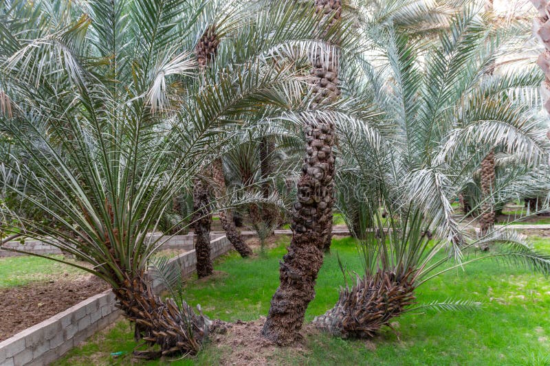 Dense Palm Tree Grove Scene Stock Photo - Image of still, scene: 385726360