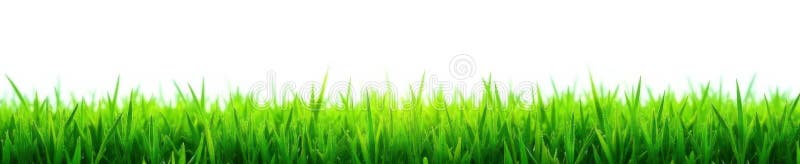 Dense Patch of Green Grass, Finely Textured, Pure White Backdrop ...