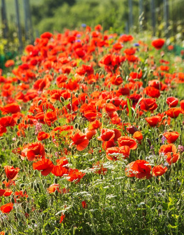 Wild Red Poppies Blooming Near Railroad Tracks Stock Photo - Image of ...