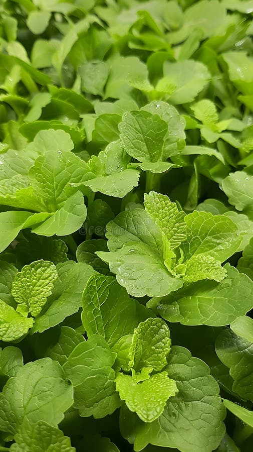 A Dense Patch of Vibrant Green Leaves, Likely Representing a Type of ...