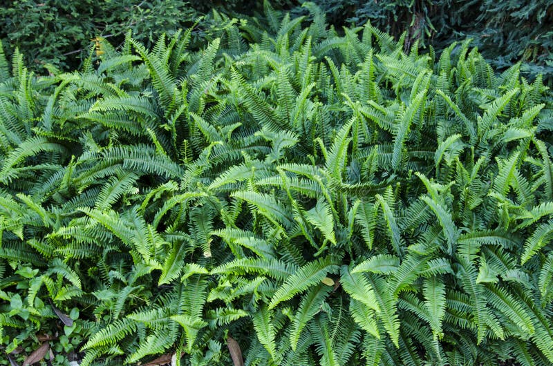 Dense Path of Green Ferns stock image. Image of beautiful - 80055663