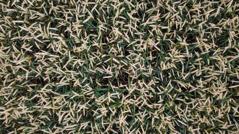 Dense Pattern of Grass and Seed Heads Stock Image - Image of nature ...