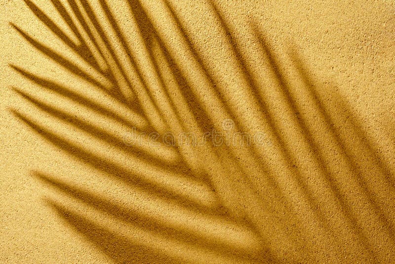 Dense Pattern Shadow Branches of the Tropics Stock Photo - Image of ...