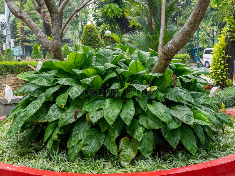 A Dense Peace Lily Thicket with Large Green Leaves and Tree Trunks ...