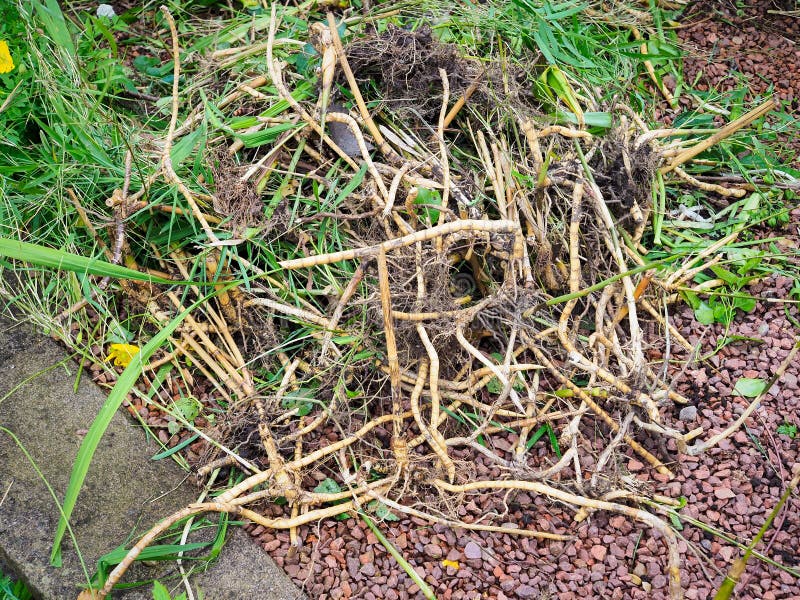 Dense Pile of Freshly Pulled Bamboo Roots Showing Intricate Network of ...