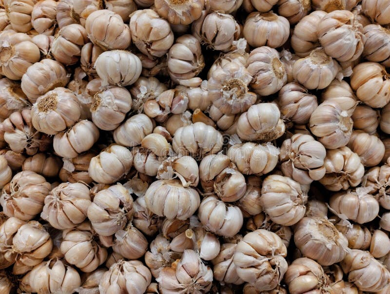 A Dense Pile of Garlic. these Garlics Come in Various Sizes, from Small ...