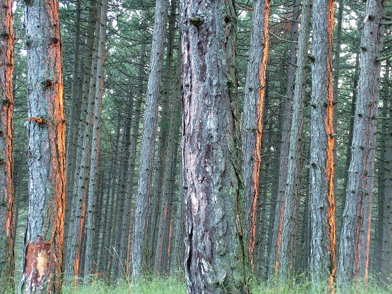 Dense pine forest stock photo. Image of pine, trunks, nature - 264930