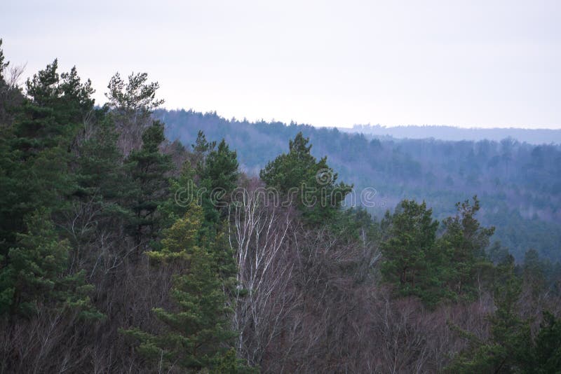Misty Forest Landscape – Dense Pines Cover the Slopes of the Hills ...
