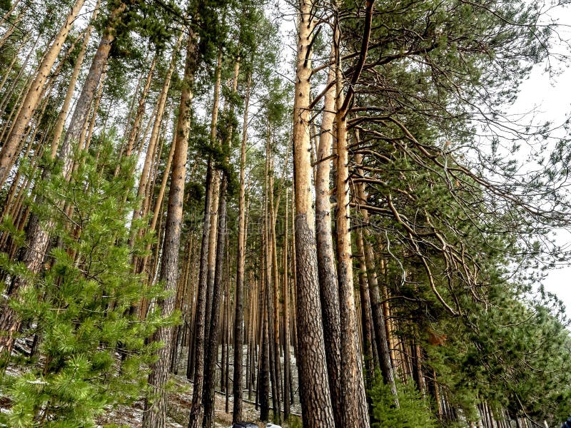 Dense Pine Forest on the Hillside Along the Tourist Trail in the Middle ...