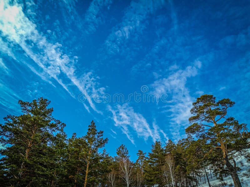 A Dense Pine Forest, Over Which Beautiful and Majestic Clouds Float ...