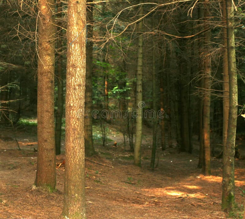 Dense Pine Forest. Scenic Area. Picturesque Beautiful Nature. Stock ...