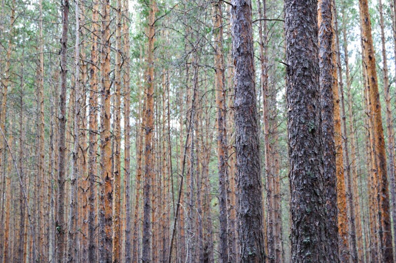 Dense pine forest. stock image. Image of ferns, kuzovatovo - 77242365