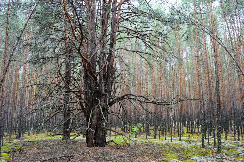Dense pine forest. stock image. Image of artificially - 77242493