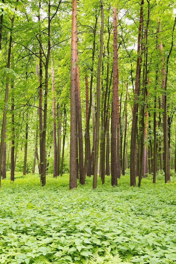 A Dense Pine Forest with Shrubs. Stock Photo - Image of beautiful ...