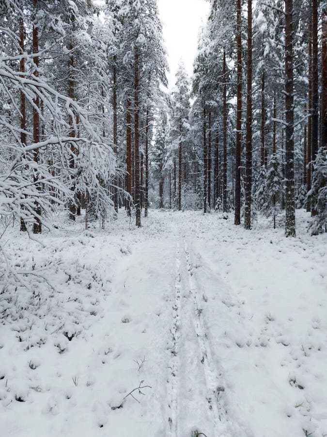 Dense Pine Forest with Ski Tracks in Winterly Northern Sweden Stock ...