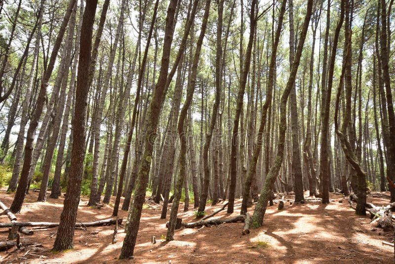 PIne Forest with Twigs on Forest Floor Stock Photo - Image of pines ...