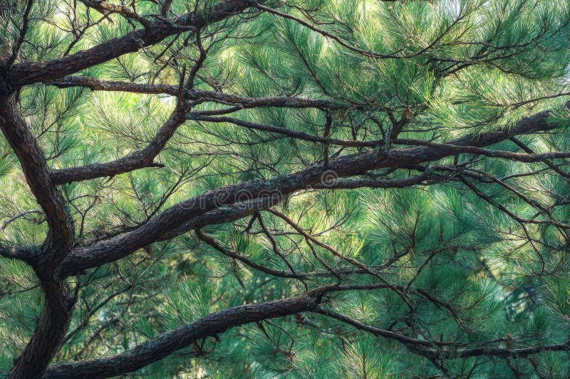 Dense Pine Forest Texture, Layers of Dark Green Needles with Sunlight ...