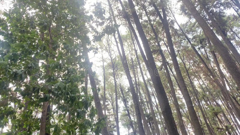 The Dense and Towering Pine Forest Trees Create a Cool and Comfortable ...