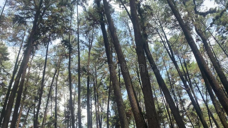 The Dense and Towering Pine Forest Trees Create a Cool and Comfortable ...