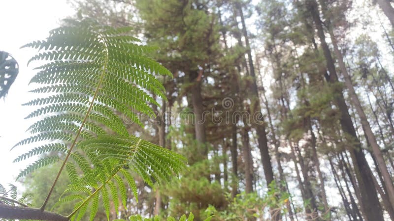 The Dense and Towering Pine Forest Trees Create a Cool and Comfortable ...