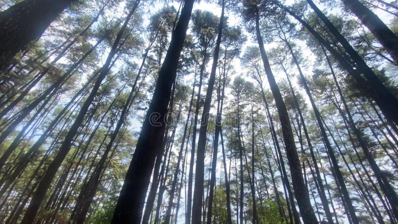 The Dense and Towering Pine Forest Trees Create a Cool and Comfortable ...