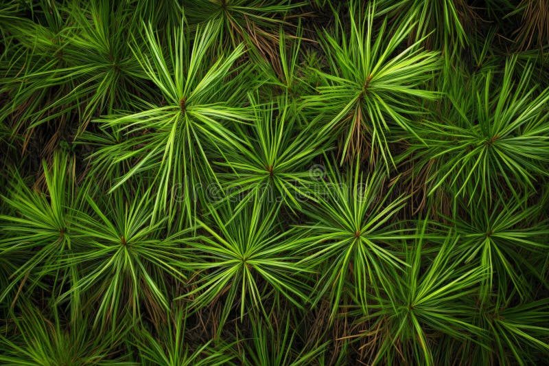 Dense Pine Needle Forest Floor Texture, Soft Overlapping Green and ...