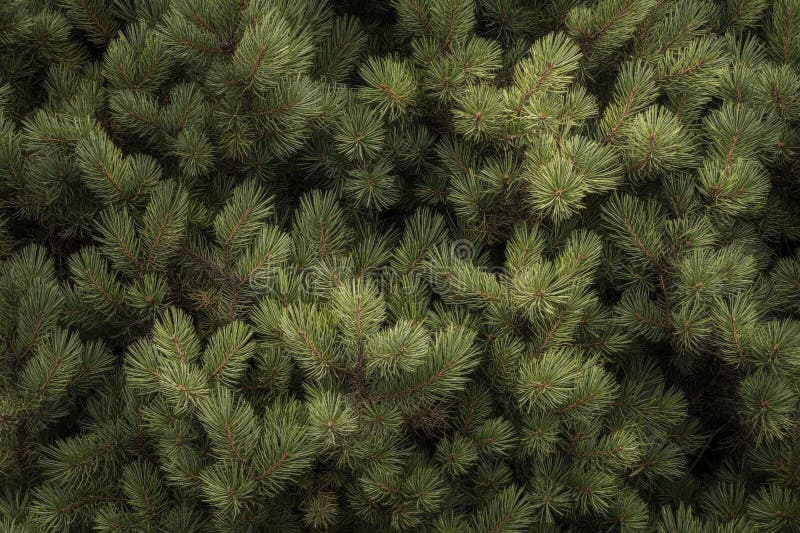 Dense Pine Needle Forest Floor Texture, Soft Overlapping Green and ...