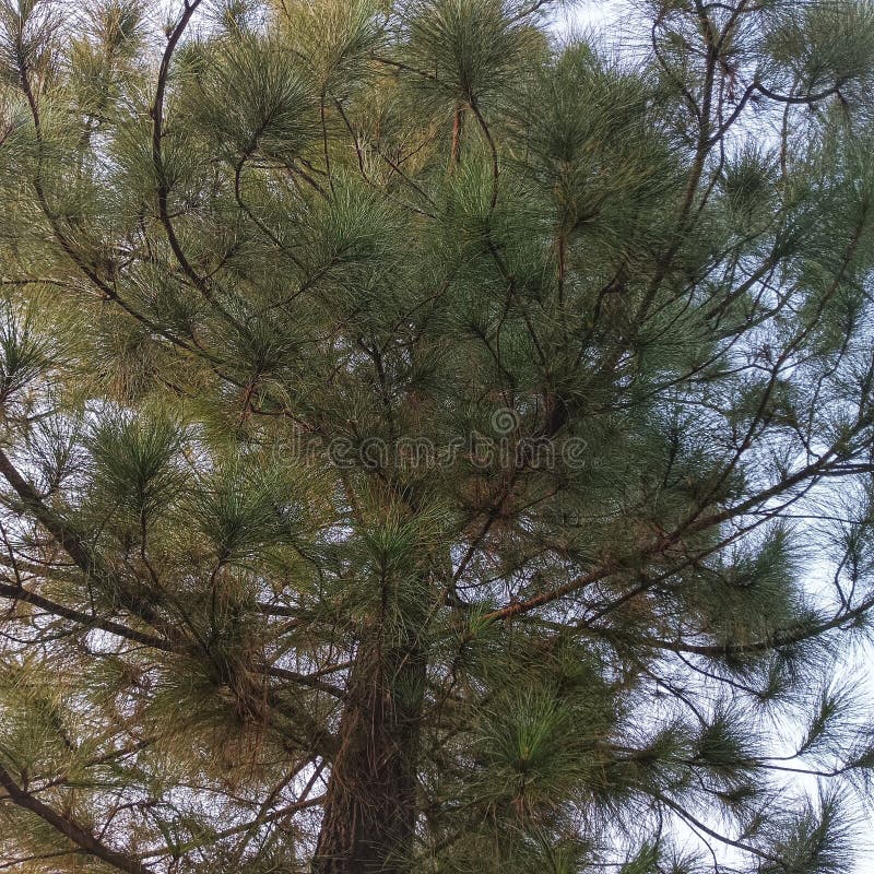 Dense Pine Tree Leaves on Playground Stock Photo - Image of dense, tree ...
